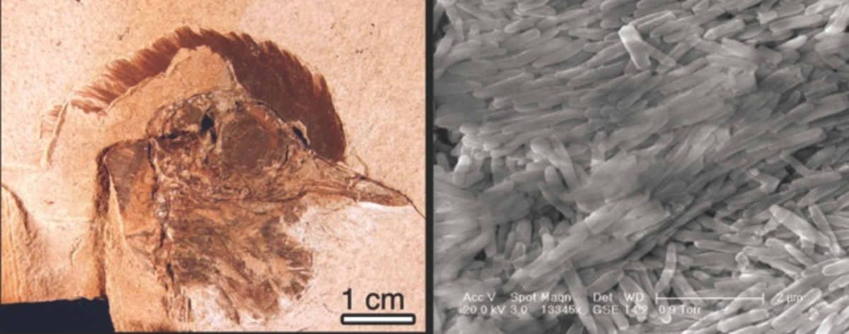 Fossil colors - Jakob Vinther