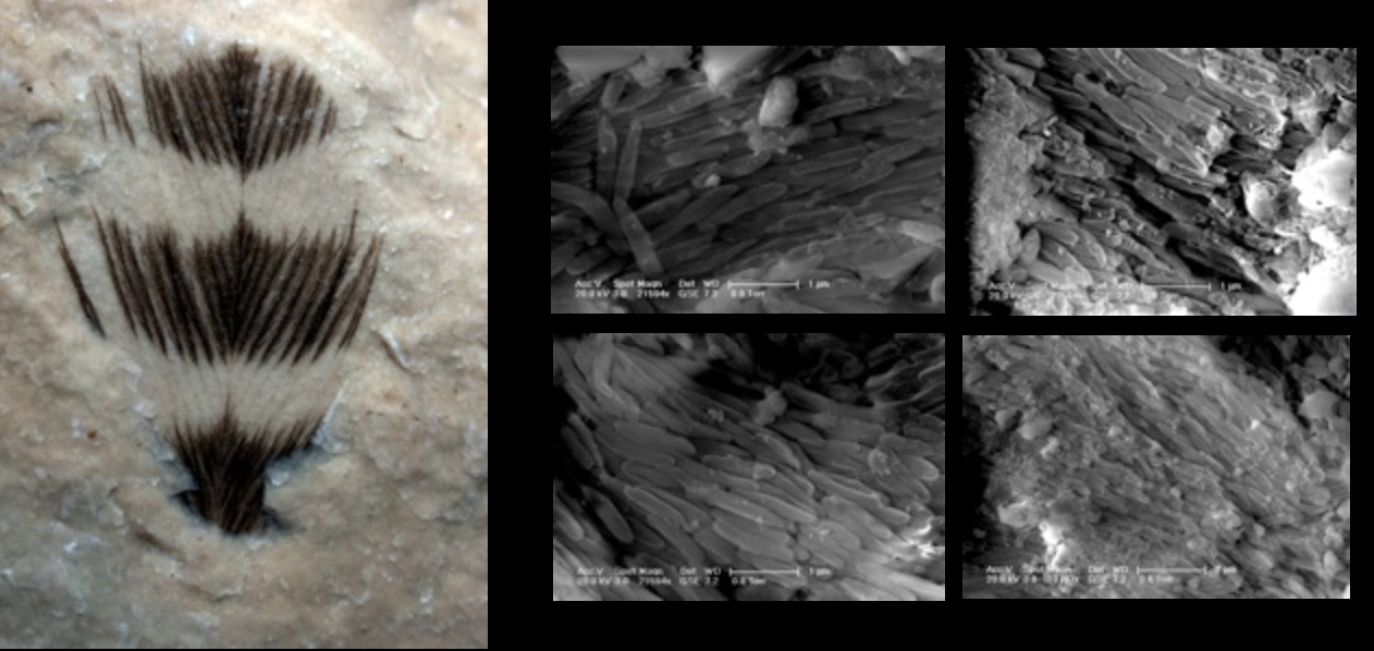 Fossil colors - Jakob Vinther