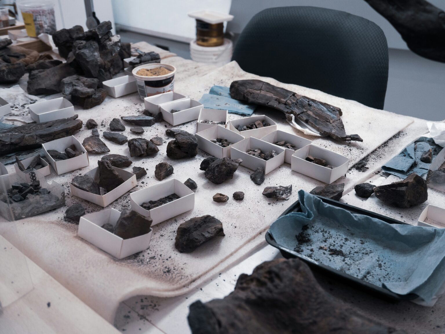 Key Discoveries in Paleontology: Unveiling Earth's Ancient Secrets